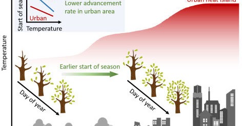 The birth of Modern Man: Heat trapped in urban areas tricks trees into ...