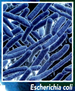 Temas Importantes: BACTERIAS EN EL CUERPO HUMANO