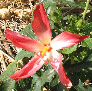 The Garden Heiress: Pink Okra! (Plus no water and too much heat)