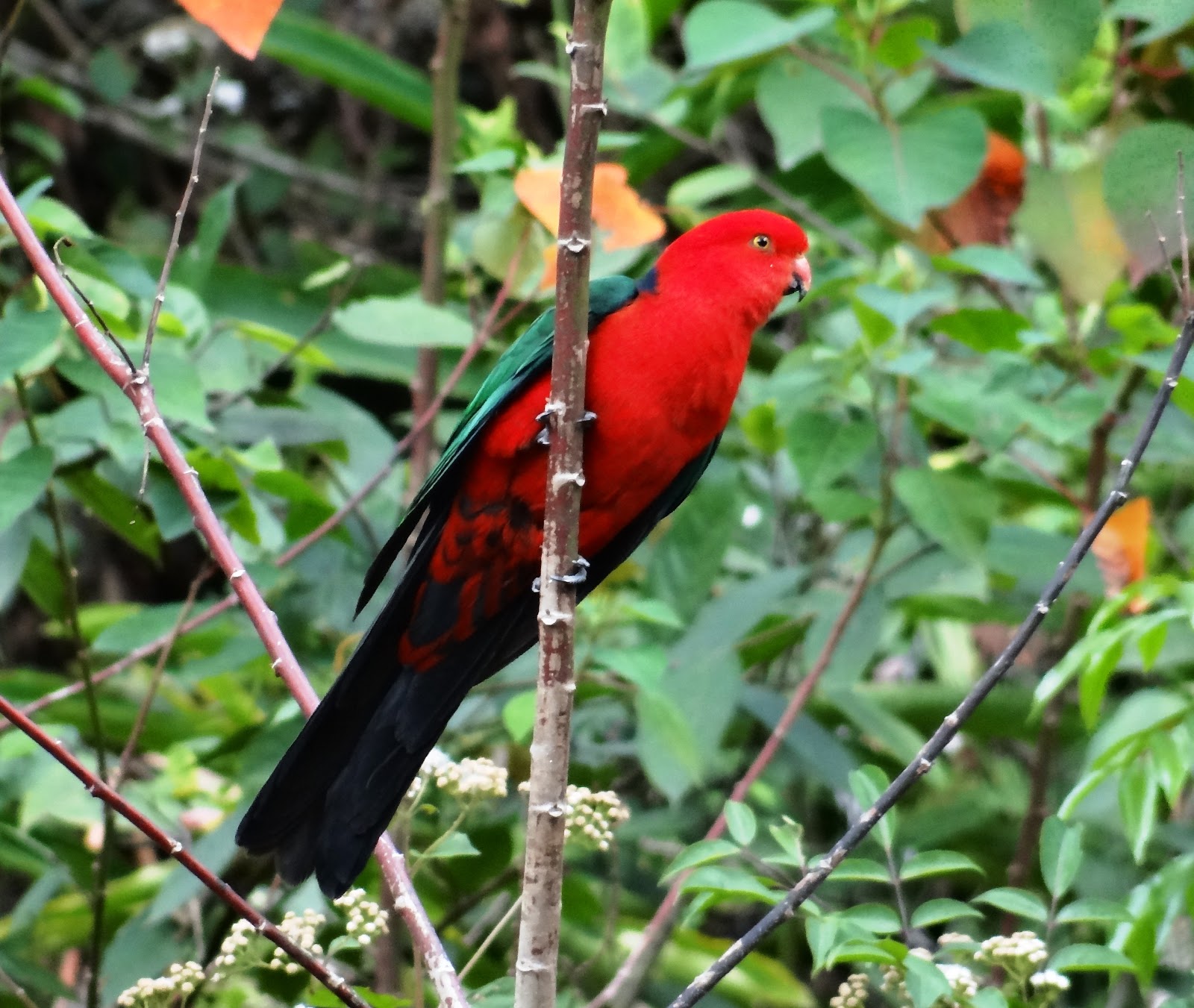 sunshinecoastbirds: Multiple Rufous Scrub-bird sightings and other ...