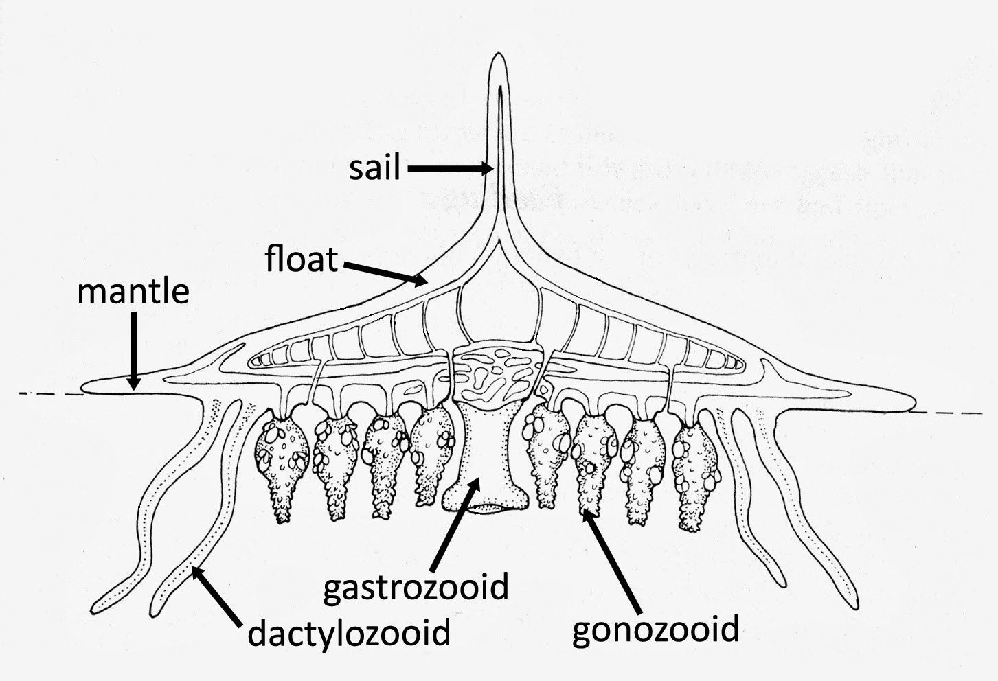 The Natural History of Bodega Head: Below the water line