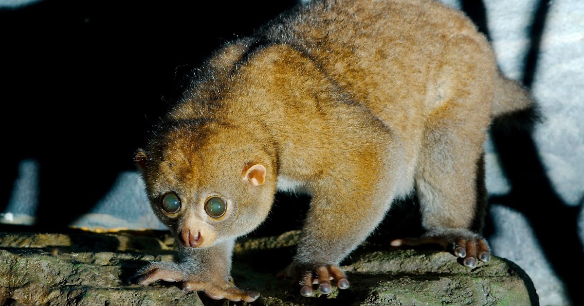 The CHIMP & SEE Blog: Primate Locomotion