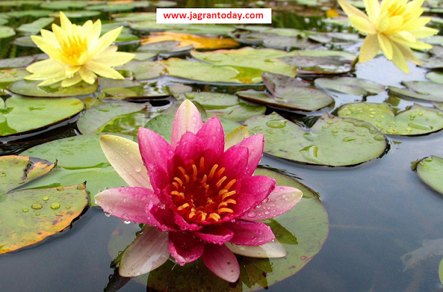 Kaale Baalon ke Liye Kamal ka Ful | काले बालों के लिए कमल का फुल | Use ...