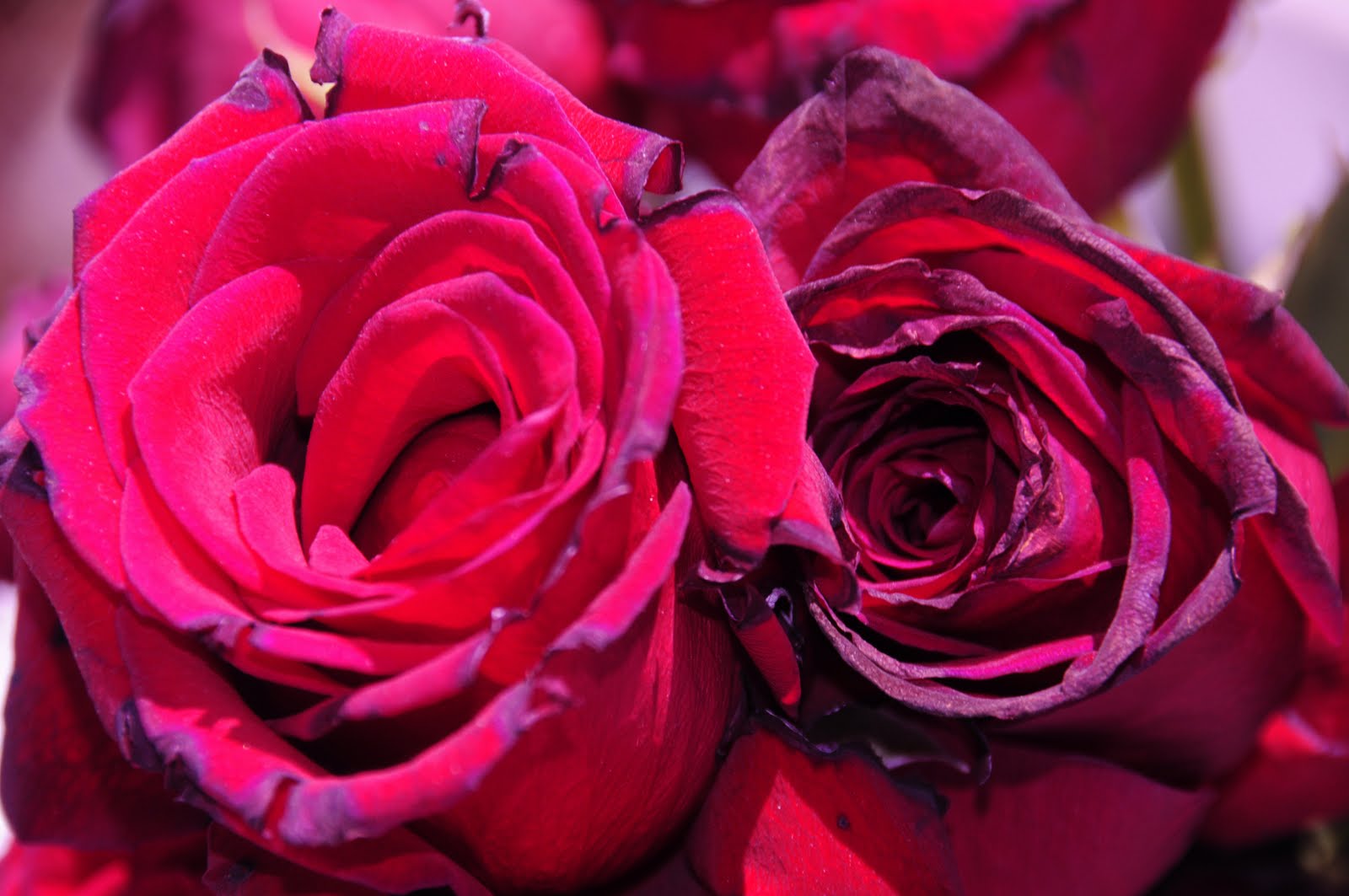 Beauty of my Art: Half Alive or Half Dead?