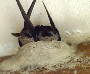 MyburungWaletTeam: Apa itu Sarang Burung Walit