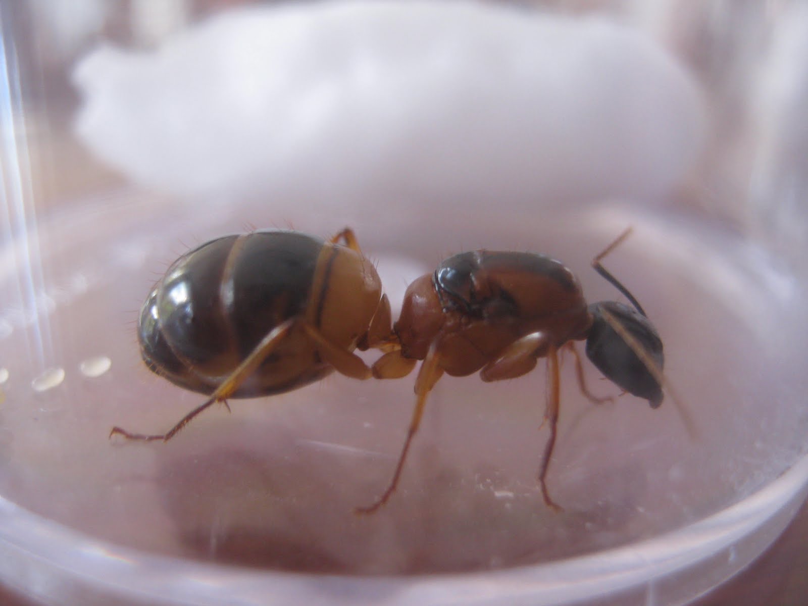 Megan's Ants: Ants update!