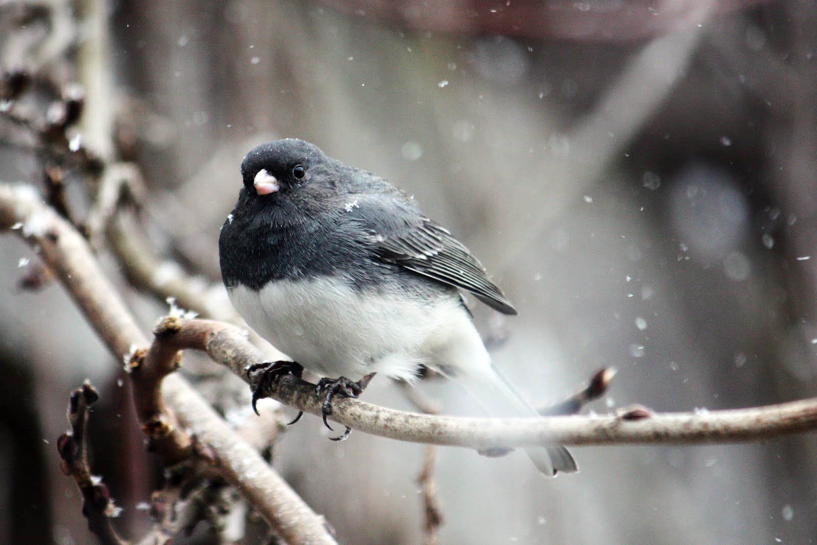 CARLETTA'S CAPTURES: 'Little Snowbird, take me with you when you go...'