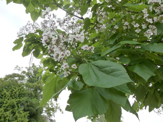 bomengids.nl: Bloeiende boom met grooote bladeren