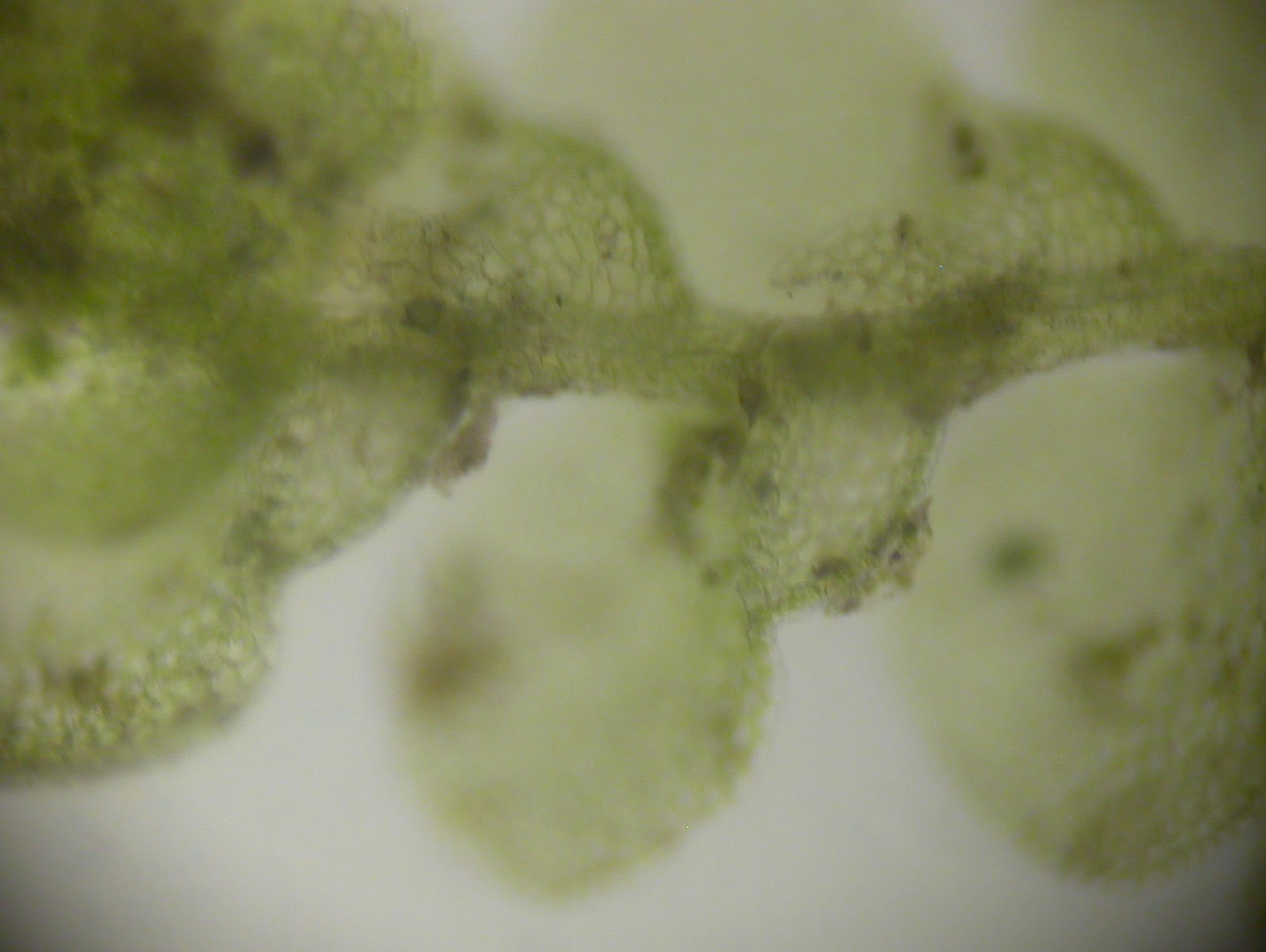 South Wales Bryophytes: Lejeunea query