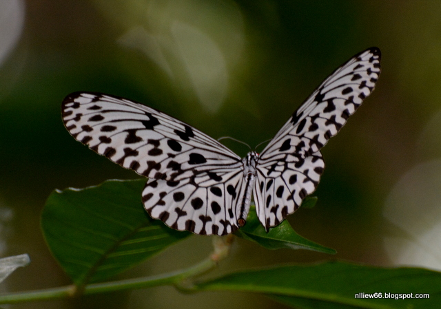 The Forested Path (and Beyond): BUTTERFLIES of RAUB: The Malayan Tree ...