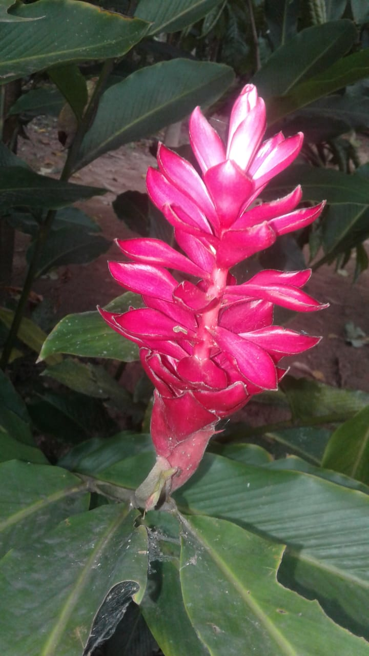 Galeria - Plantas de mi Jardín