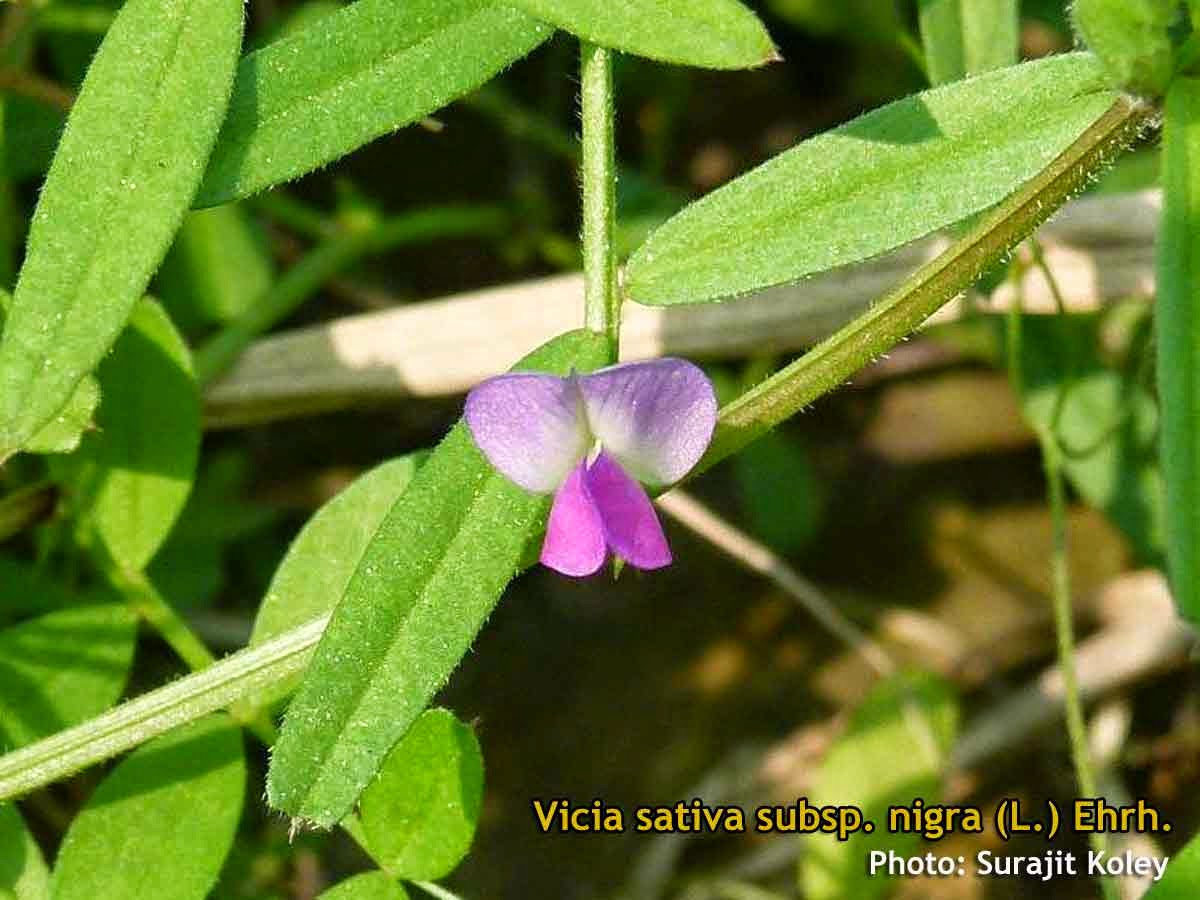 Medicinal Plants: Vicia sativa, Black-Pod Vetch, common vetch, narrow ...
