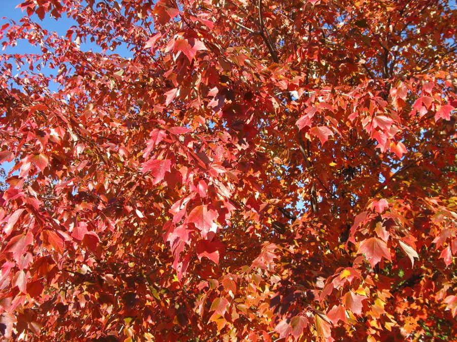 arborboy: Tree ID: Acer rubrum (red maple)