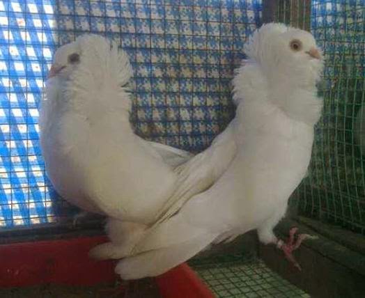 SPESIALIS MERPATI: MERPATI JACOBIN