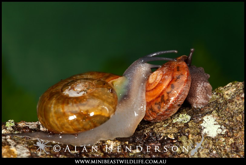 Minibeast Wildlife - Rainforest Encounters: Carnivorous snail