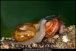 Minibeast Wildlife - Rainforest Encounters