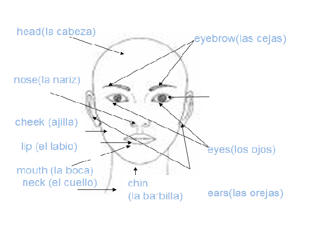 Learn Spanish Fast with the YCM Spanish Classes: CHAPTER 11. THE PARTS ...