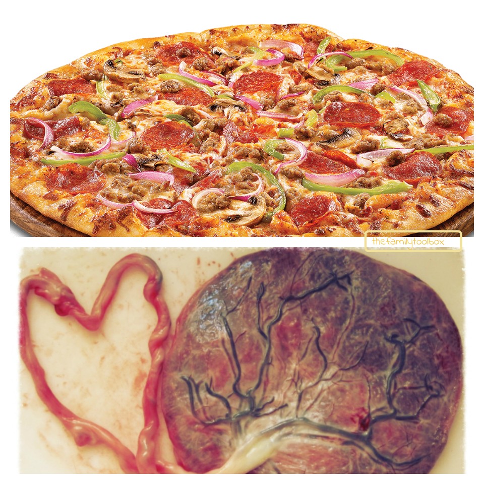 BlessedNotStressed! Welcome to the family toolbox. : The Placenta Myth ...