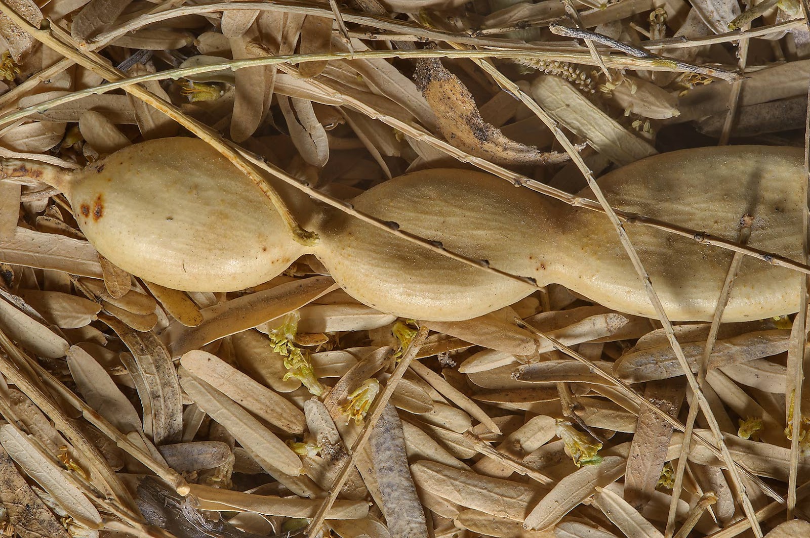 Welsh Tract Publications: 2019