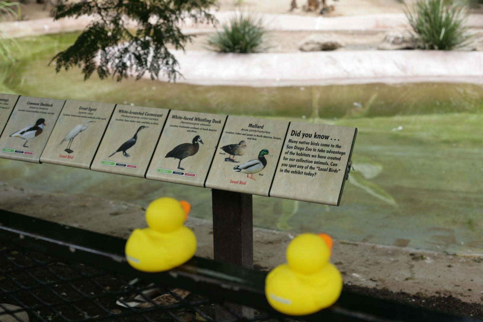 37 States, 39 Days: Top Gun Friday