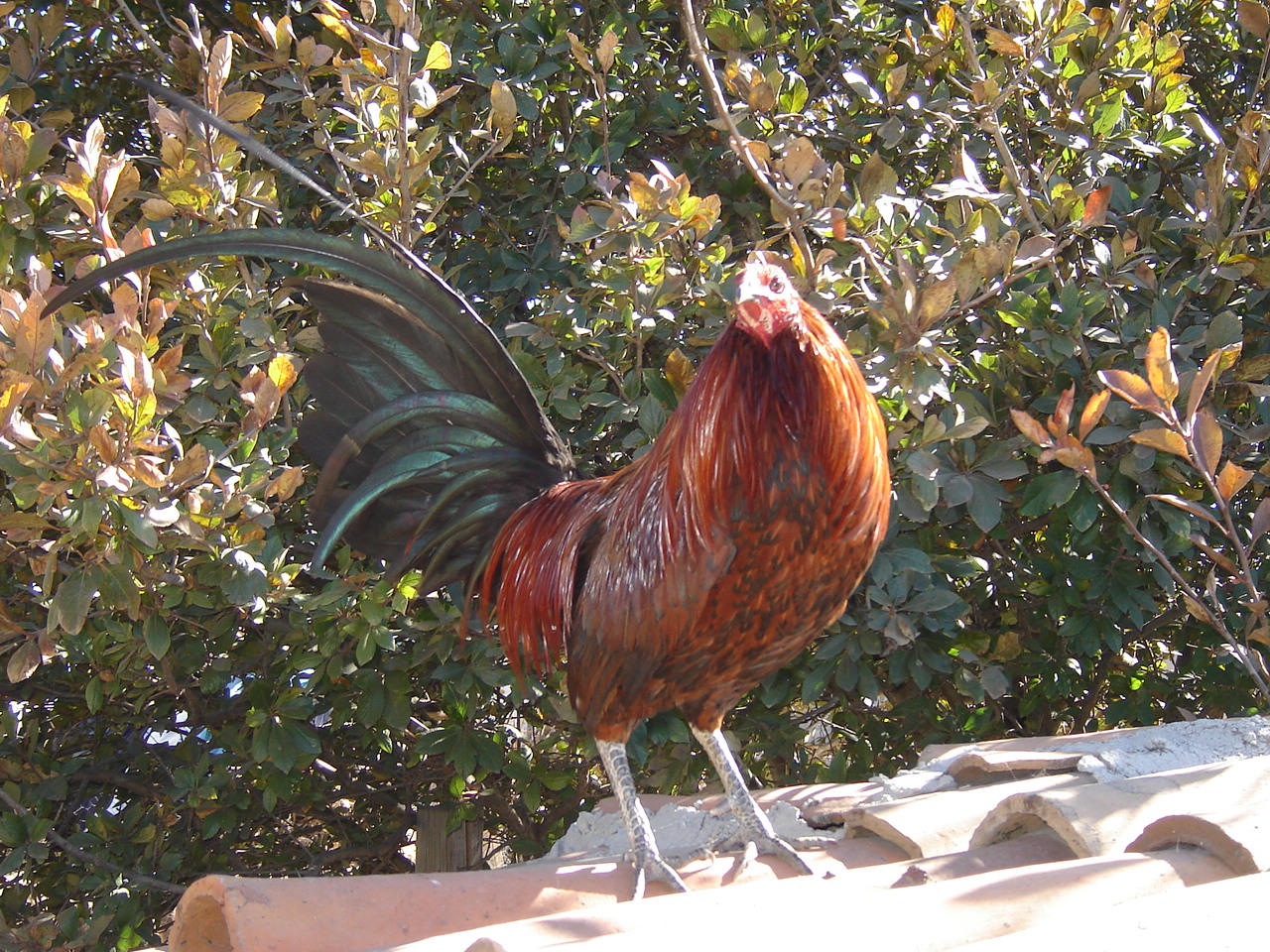 El Polvorin: Brown Red