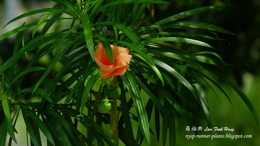 馬來西亞熱帶雨林: Cascabela