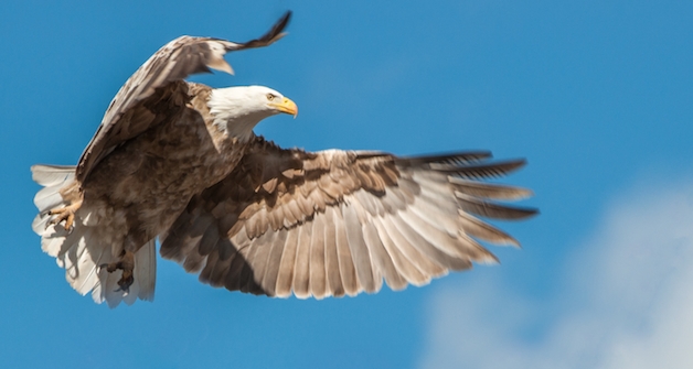 Leucistic Eagle