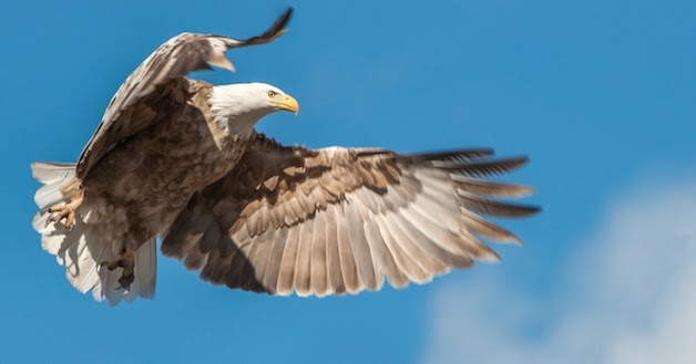 White Wolf : An Incredibly Rare Leucistic Bald Eagle Makes Its ...