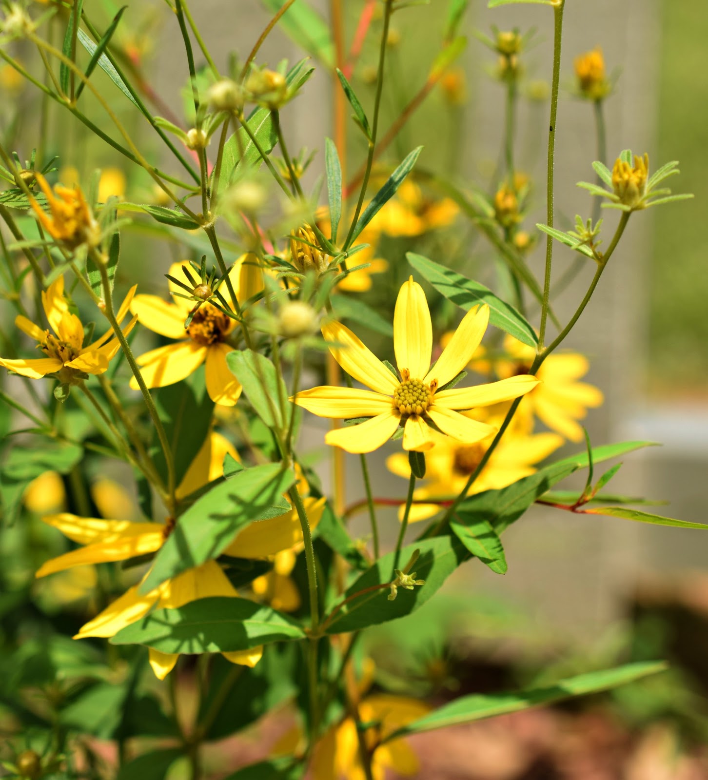 Using Georgia Native Plants: A Native Cottage Garden