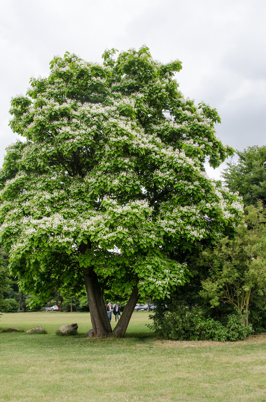 Catalpa speciosa - Prächtiger Trompetenbaum