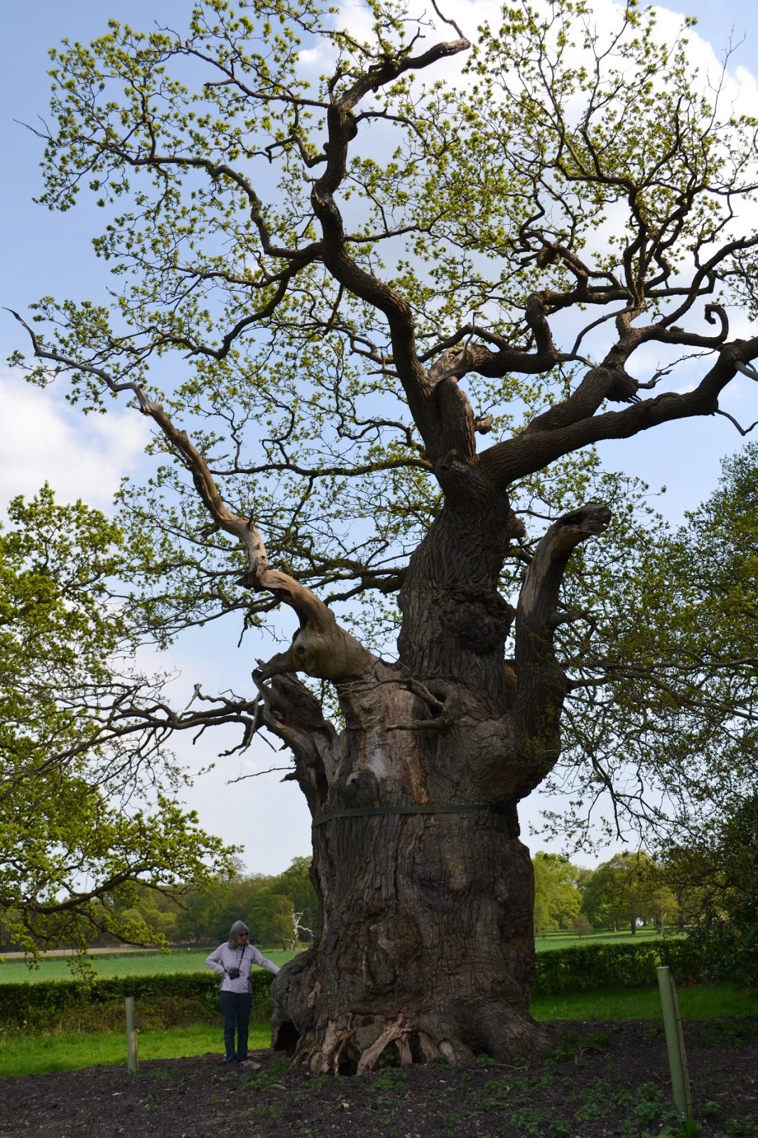 Walks among Flowers: Berkshire: Windsor Great Park