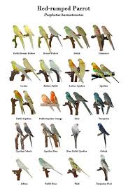 Ptice nase zemlje: Pevajuci papagaj