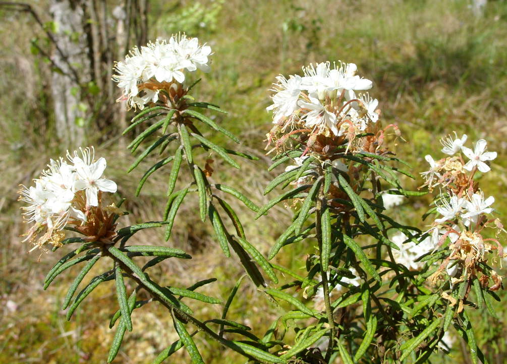 PhyloBotanist: Botany picture #228: Ledum palustre
