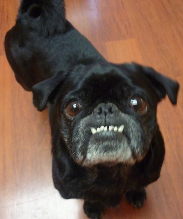 Perros bífios - Prognatísmo perruno. - Xorrada.com