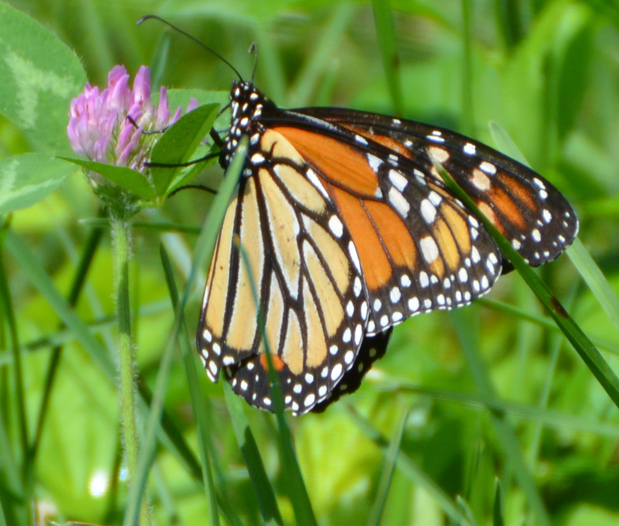 Flower Hill Farm: Fiery Orange Rising Reflecting Giving Life