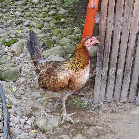 Lin-Marie Jamieson: May 2015