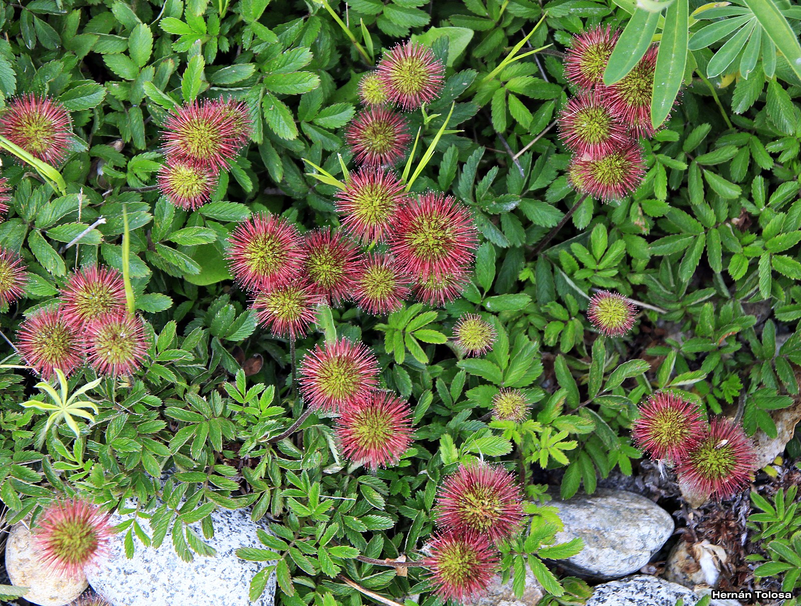 Patagonia: Cadillo (Acaena magellanica)
