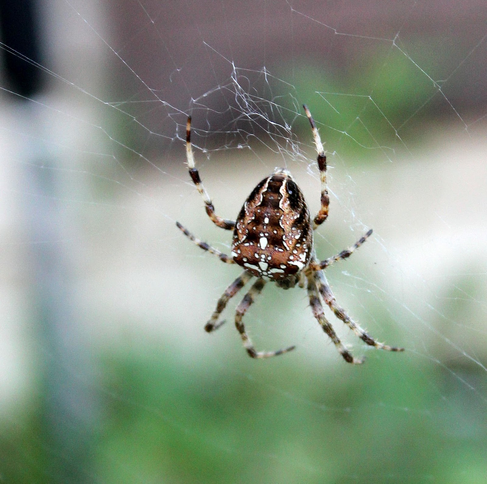 My Mountain Garden Gleanings: Spiders In My Yard