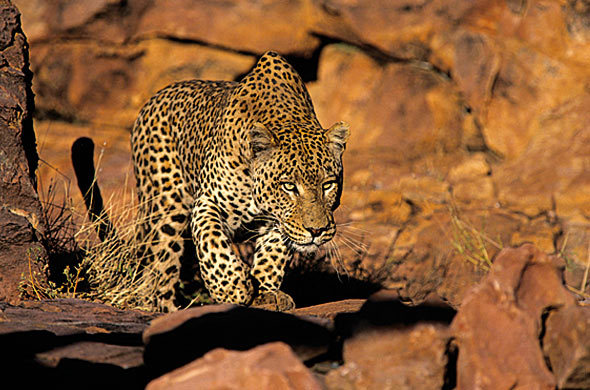Beauty Of Gir Forest Gujarat.: Leopard in Gujarat