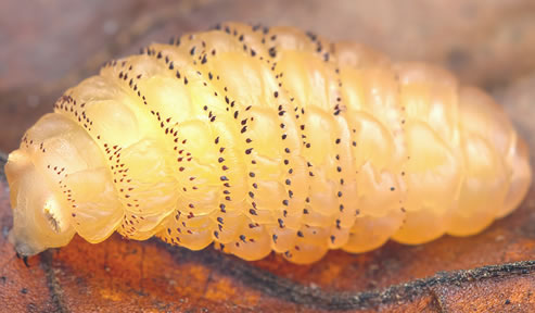 MUNDO CÃO: BERNE: O QUE É, COMO TRATAR E COMO EVITAR