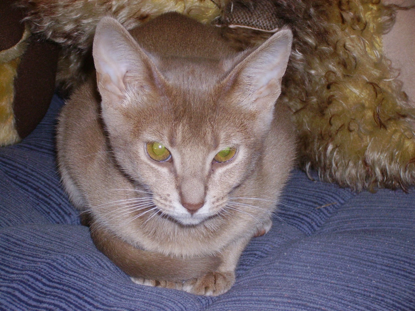 Four Abyssinian Cats: Abyssinian Cats Eyes