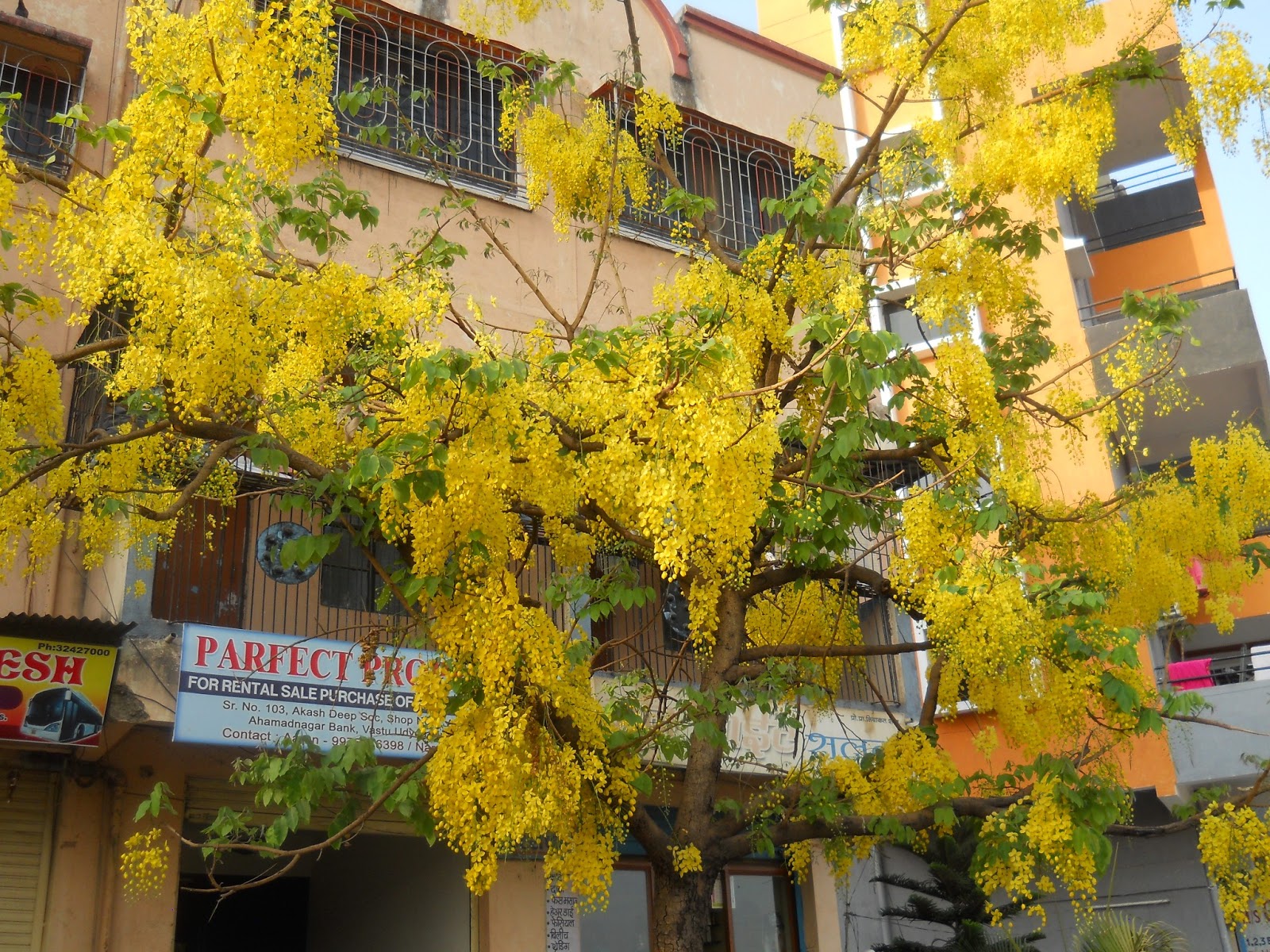 Brinda's Palakkad Vegetarian Cuisine: VISHU - SADHYA