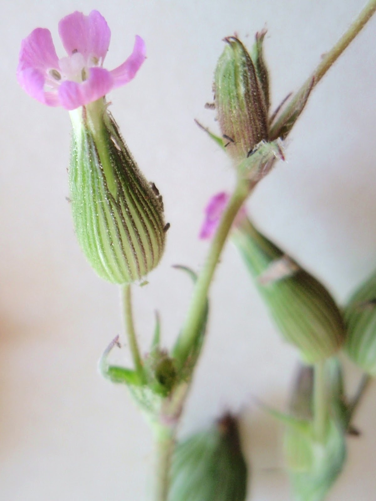 HERBARIO VIRTUAL DE BANYERES DE MARIOLA Y ALICANTE: 25 may. 2010