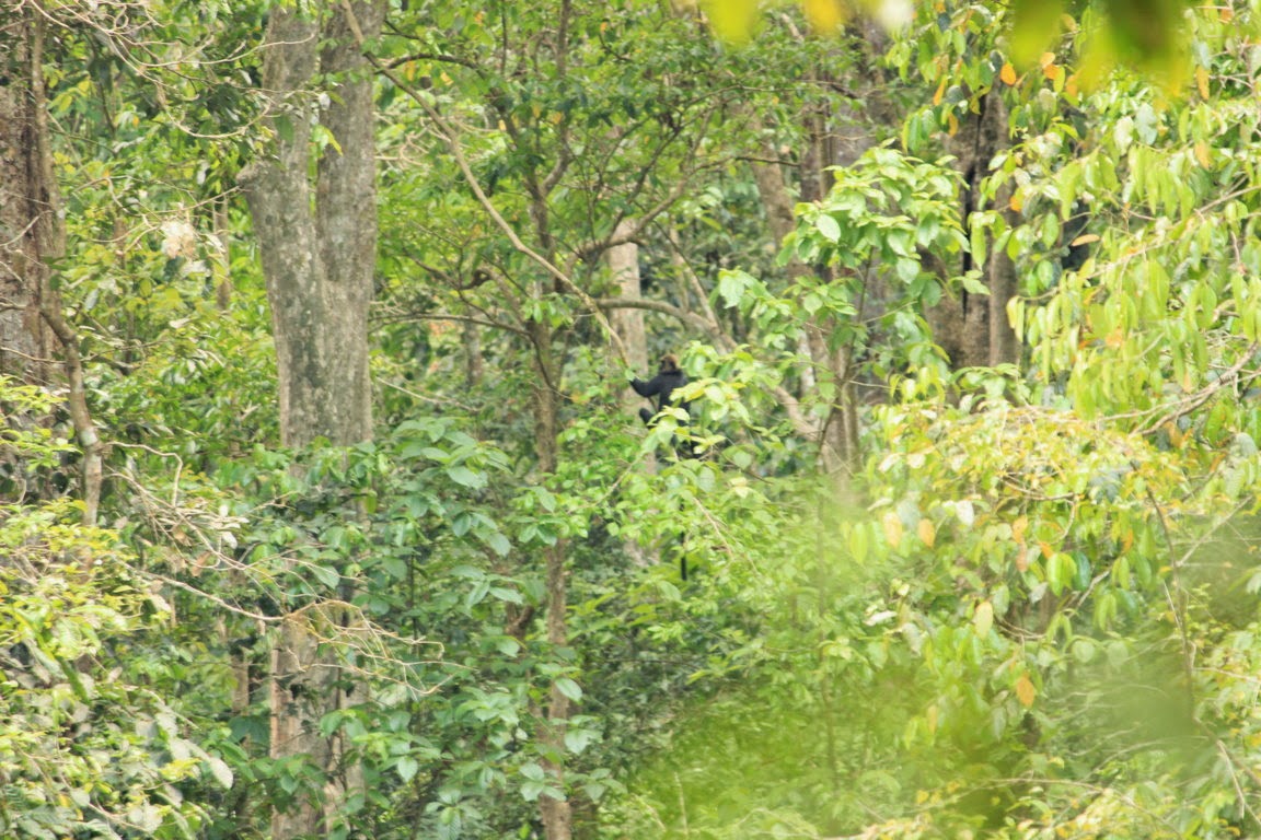 Falcons Mania: Manampalli forest valparai