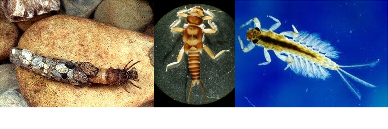 SERVICIO COMUNITARIO EN ENTOMOLOGIA FORENSE: Importancia de los ...