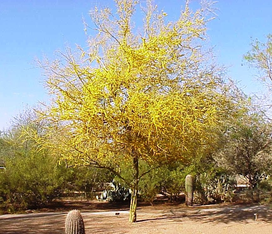Argentina nativa: Chañar (Geoffroea decoritans)