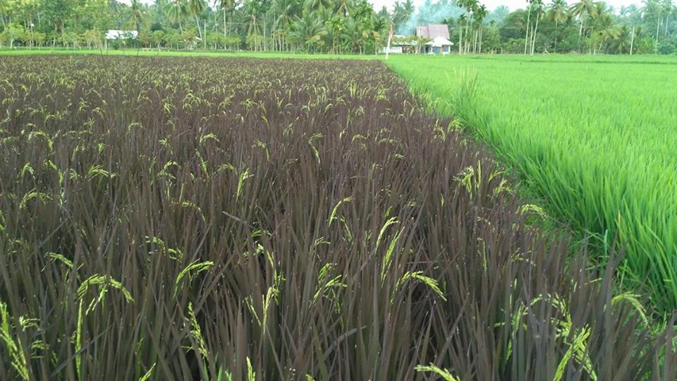 Padi Hitam Dari Jeunieb - Aceh Bertani - Website Sedang Masa Pengembangan