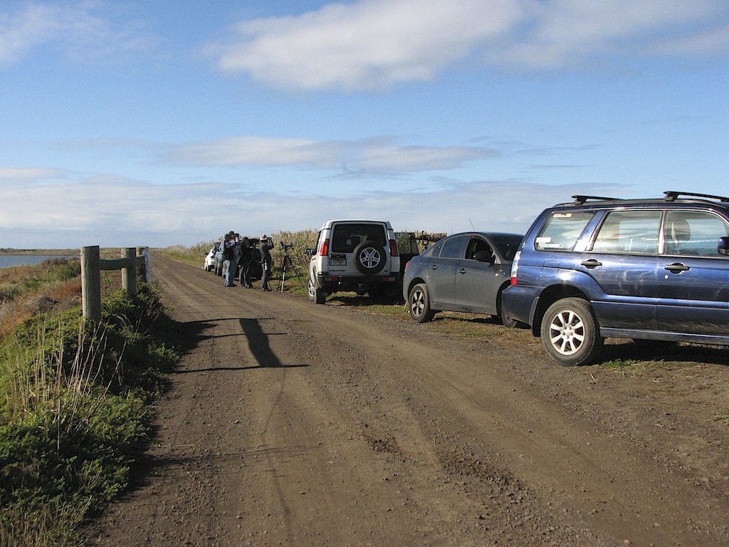 Jennifer Spry's Birding Blog: Northern Shoveler at Western Treatment Plant