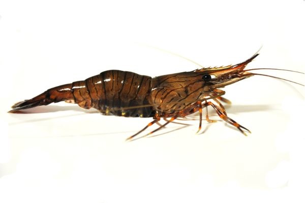 el camaron: El Camaron