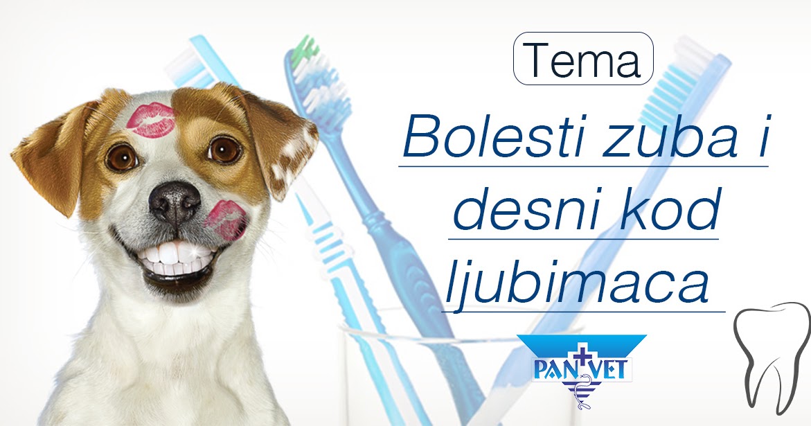 Bolesti zuba i desni kod pasa i mačaka ~ Panvet - moj veterinar